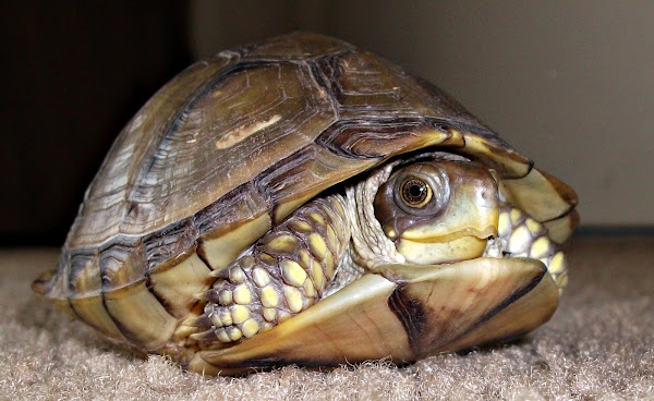 Three-toed box turtle | Project Noah