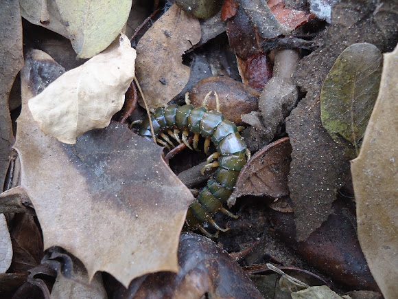 Escolopendra- Centipede | Project Noah