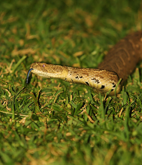Puff Adder | Project Noah