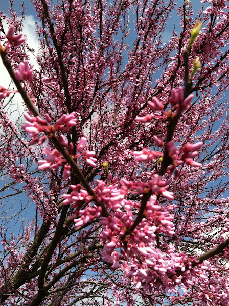 Eastern Redbud, or Judas Tree | Project Noah