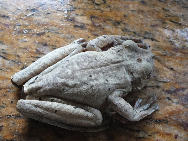 Gladiator frog | Project Noah