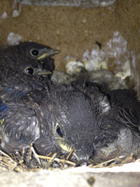 Blue Bird | Project Noah