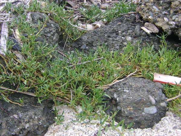 Dampalit | Project Noah