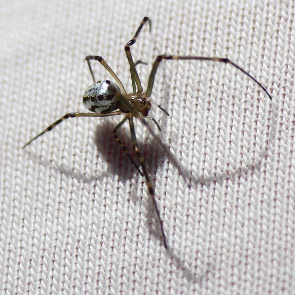 Silver Orb Spider | Project Noah