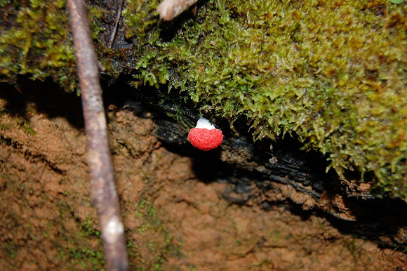 red raspberry slime mold | Project Noah