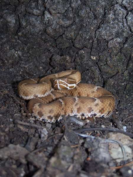 Arizona Ridge-nosed Rattlesnake | Project Noah