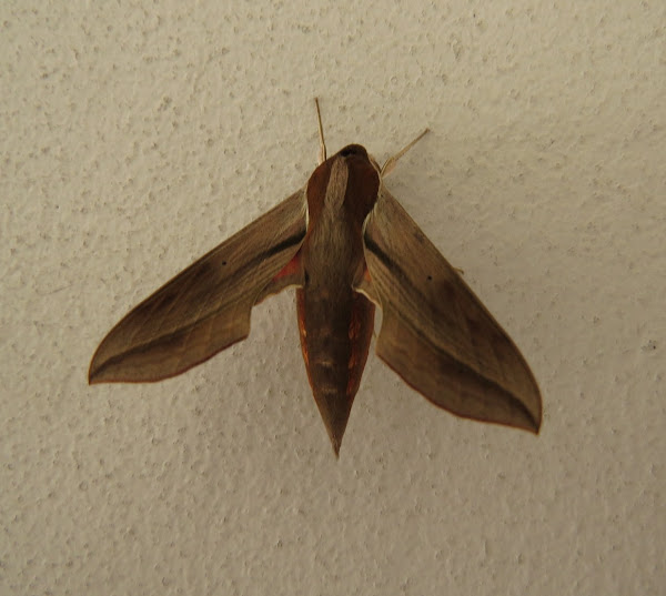 Vine Hawk Moth | Project Noah