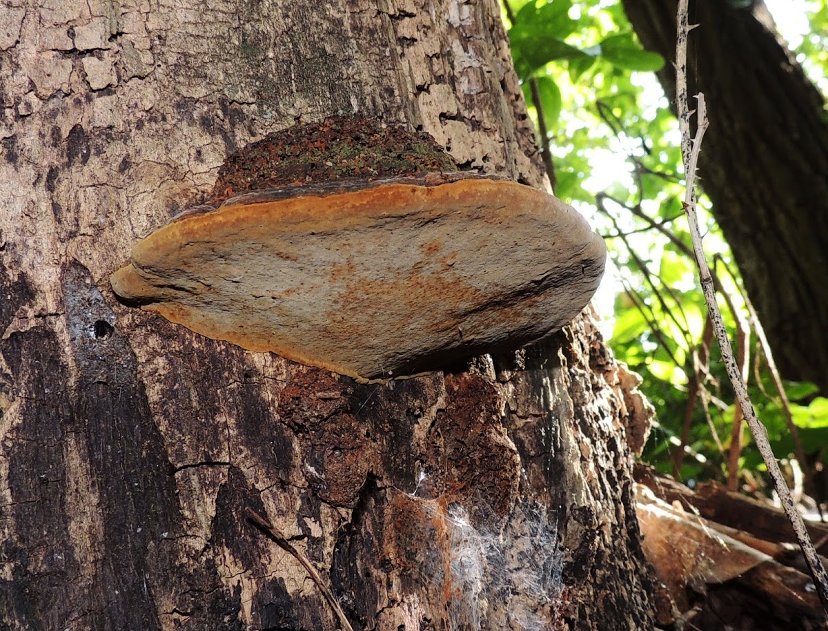 Phellinus everhartii | Project Noah