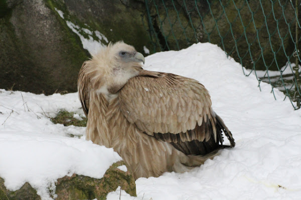 Himalayan Vulture | Project Noah