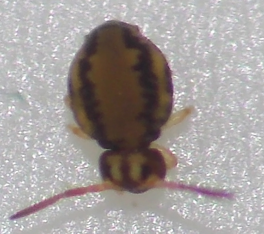 Globular Springtail | Project Noah
