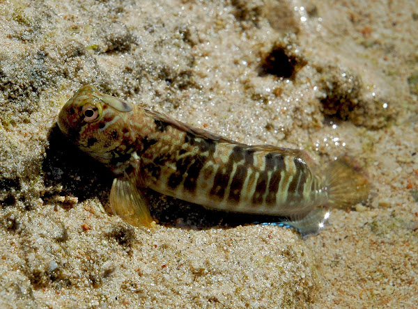 Rippled Rockskipper | Project Noah