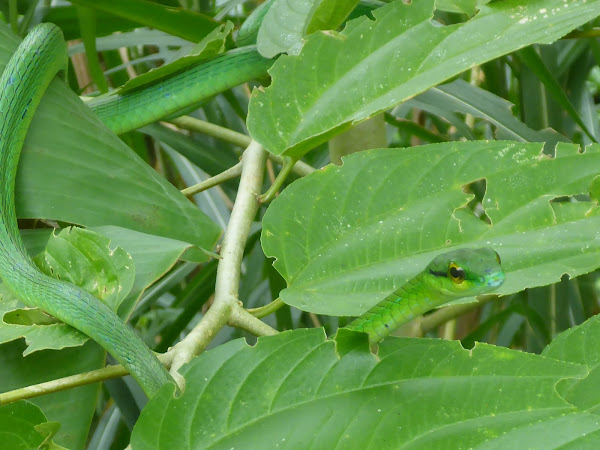 Lora / Parrot Snake | Project Noah