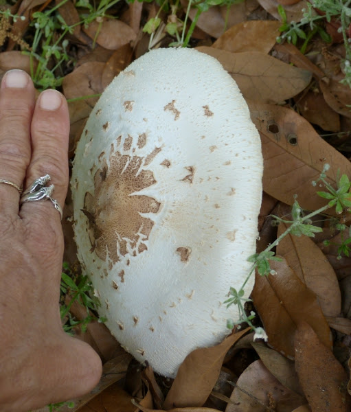 Deadly Dapperling | Project Noah