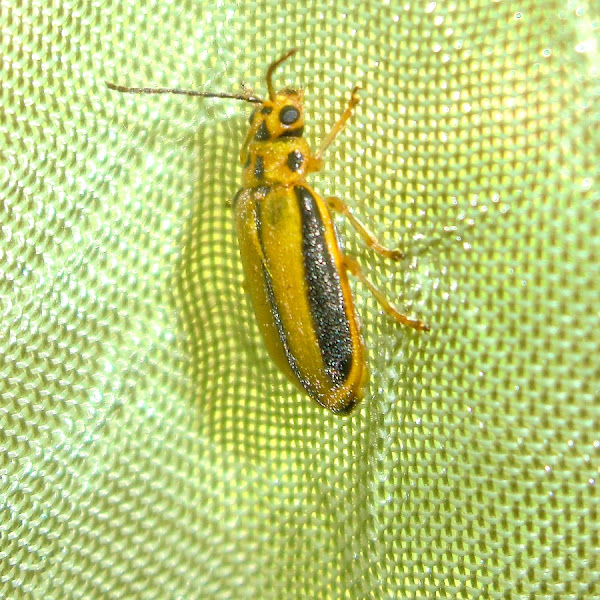 Elm Leaf Beetle | Project Noah