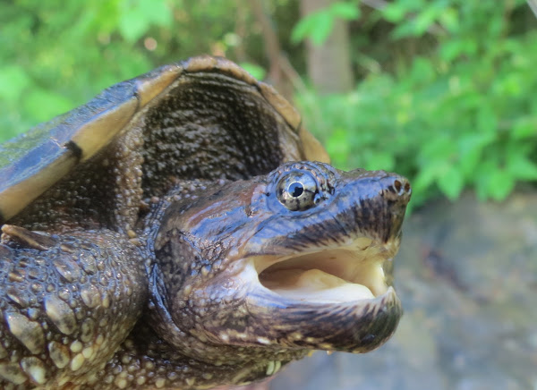 common snapping turtle | Project Noah