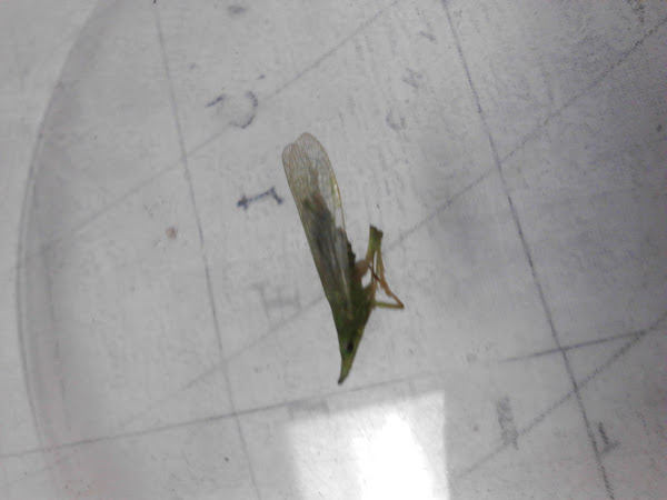 Leaf bug | Project Noah