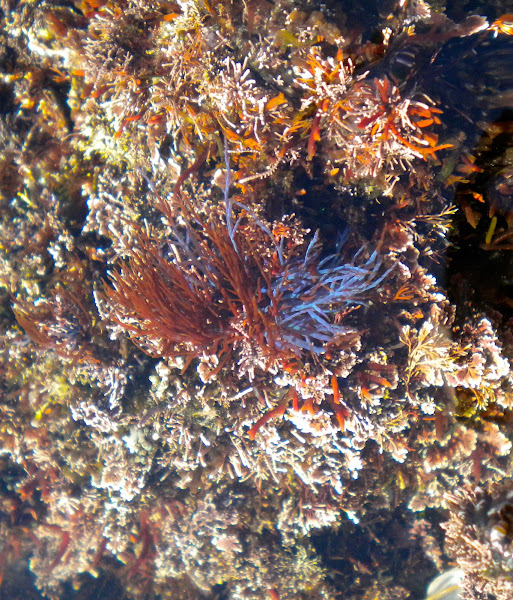 Coralline Algae | Project Noah