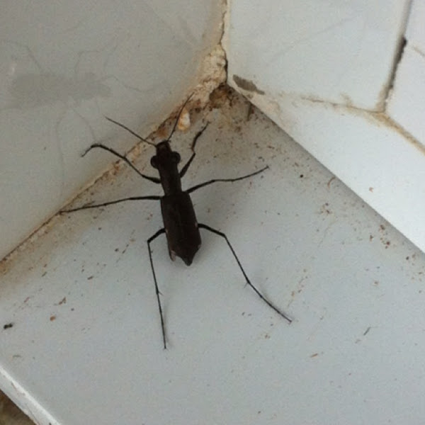 Besouro - Tiger beetle | Project Noah