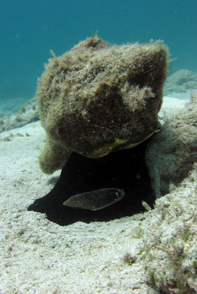 West Indian Chank Shell | Project Noah