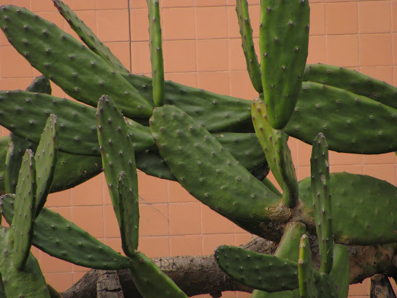 Paddle cactus | Project Noah