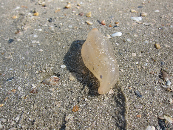 Sea cucumber ( family Molpadiidae) | Project Noah