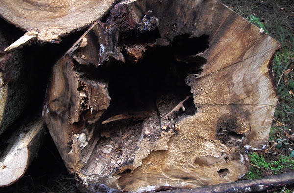 Red Rot (on Spruce) | Project Noah