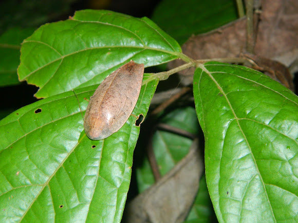 Asian Cockroach | Project Noah