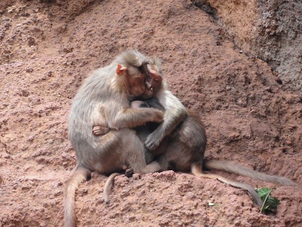 monkey | Project Noah