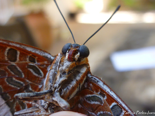 Two-tailed Pasha | Project Noah