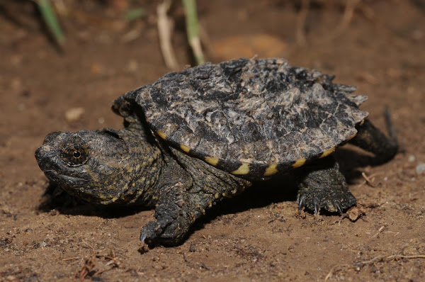 Common snapping turtle (juvenile) | Project Noah