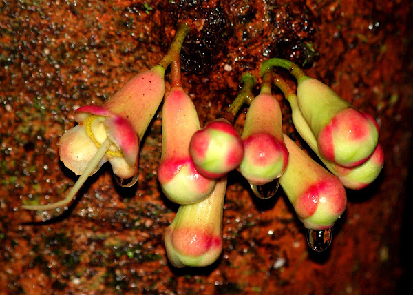 Bumpy Satin Ash | Project Noah