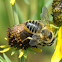 Leafcutter Bee | Project Noah