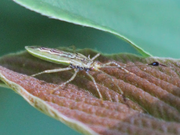 Hemipteran Nymph | Project Noah