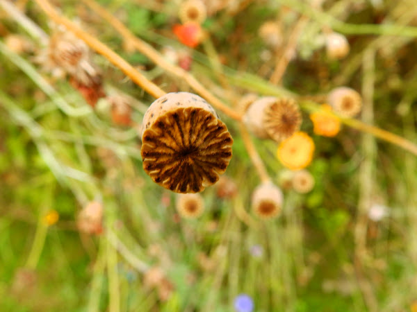 Poppy (Capsule stage) | Project Noah