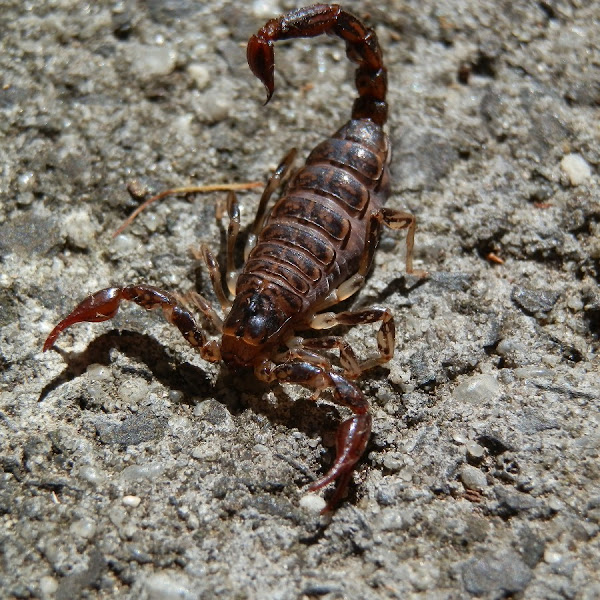 Wood Scorpion | Project Noah