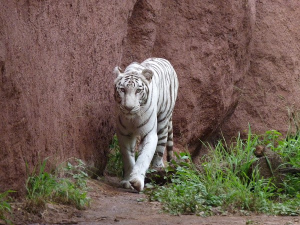white tiger | Project Noah