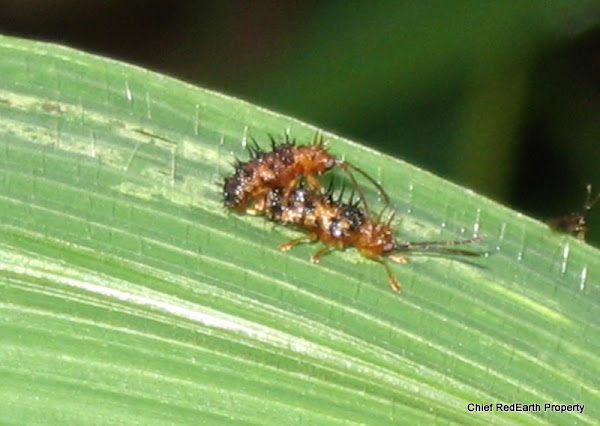 Spiny beetle / Rice hispa / Mule vandu | Project Noah