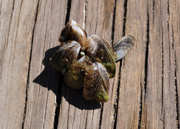 Zebra Mussels | Project Noah