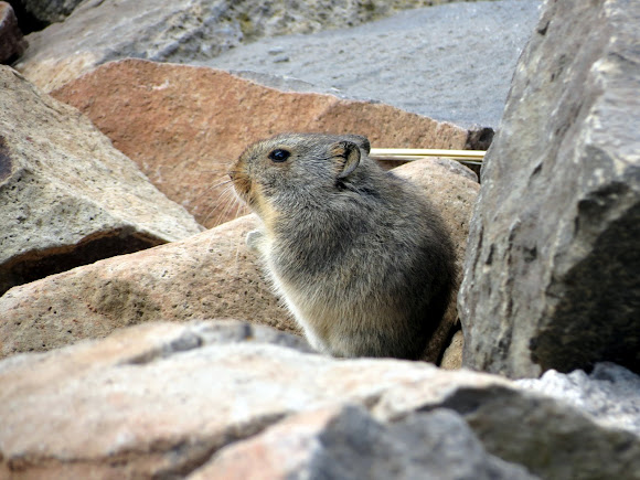 Sloggett's ice rat (or vlei rat) | Project Noah