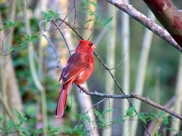 leucistic Northern cardinals | Project Noah