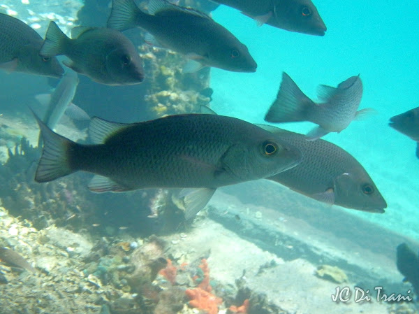 Gray Snapper | Project Noah