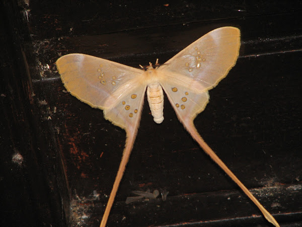 Eudaemonia sp. | Project Noah