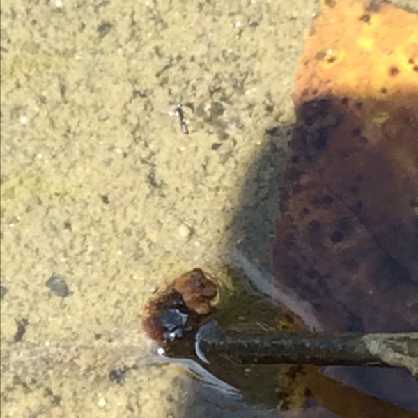 Defraying | Project Noah