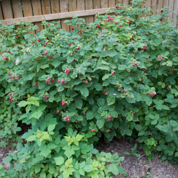 Raspberry | Project Noah