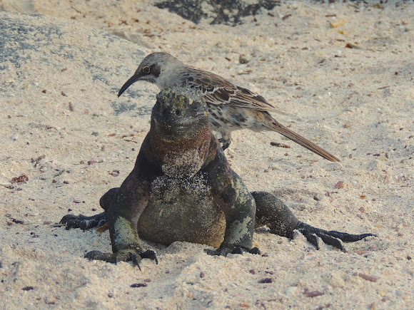 Hood mockingbird | Project Noah