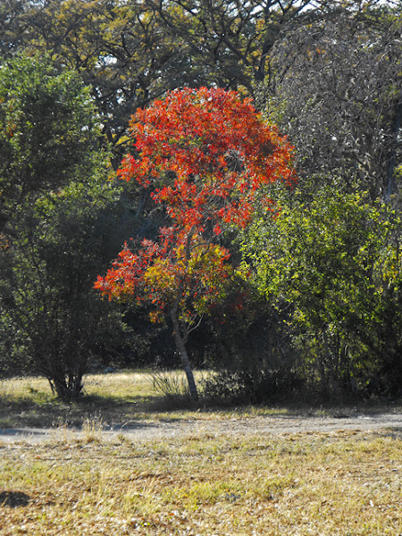 Prairie Sumac | Project Noah