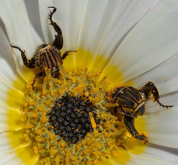 Monkey Beetle | Project Noah