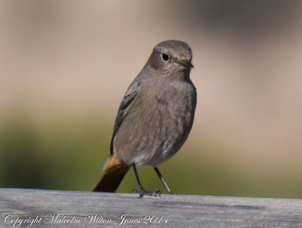 Black Redstart; Colirrojo Tizón | Project Noah