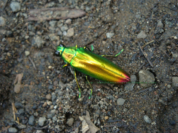 Jewel Beetles | Project Noah