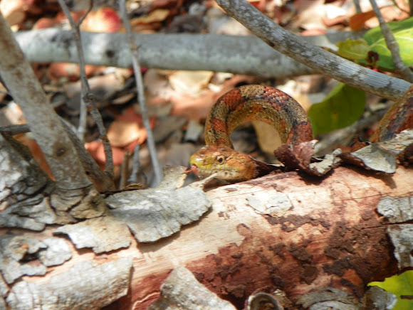 Red Rat Snake (Corn snake) | Project Noah